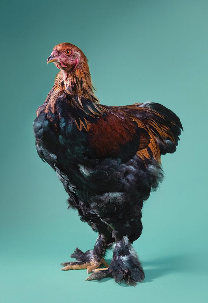 Chicken Elections